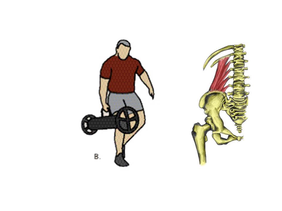 Identify the external force (EF), EMA and IF and IMA. | Chegg.com